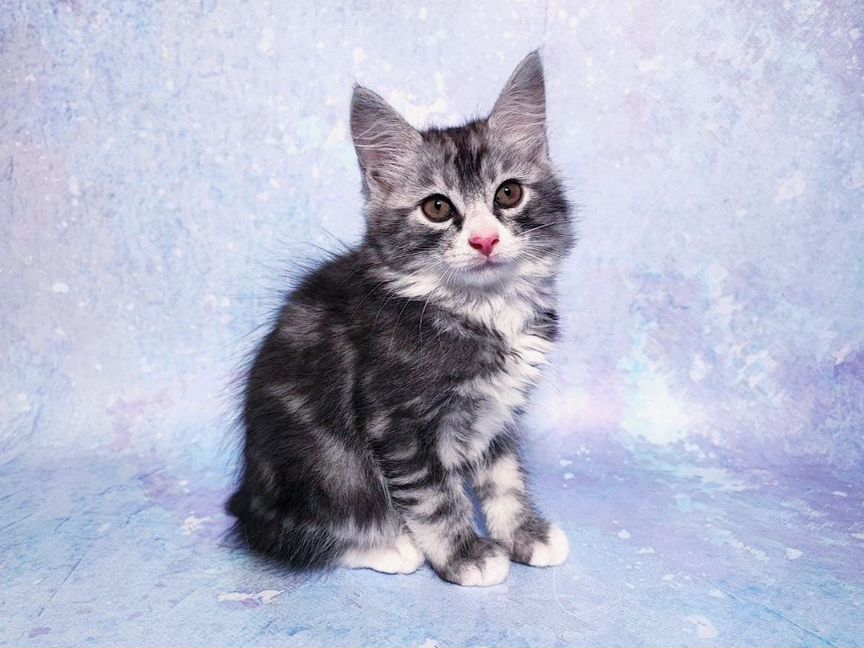 Котик курильский бобтейл