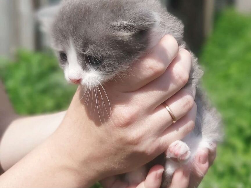 Волшебные котята в добрые руки