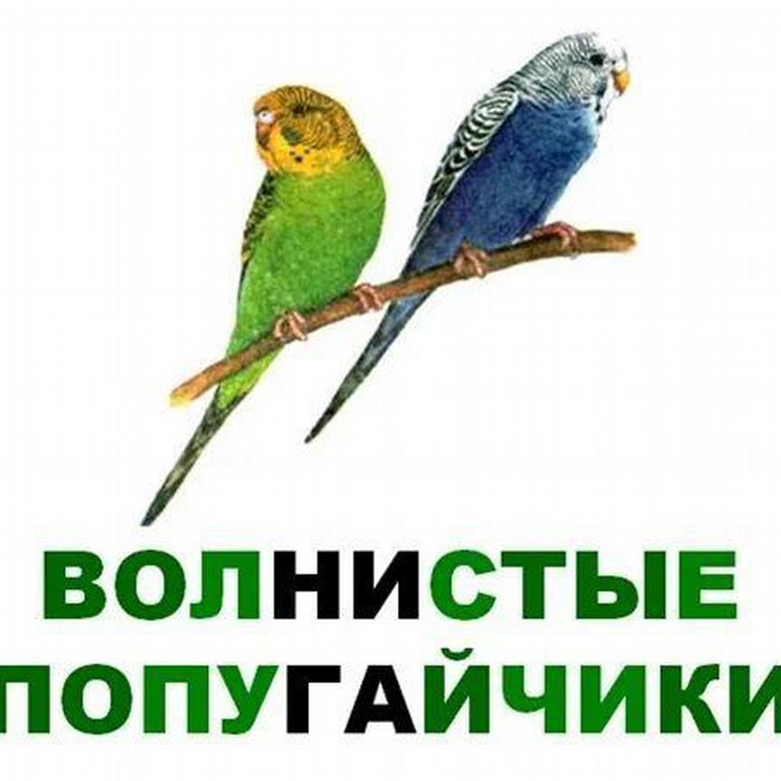 Волнистый попугай (самочки)