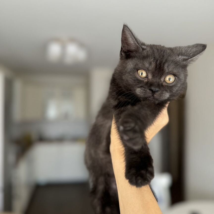 Котенок помесь британца