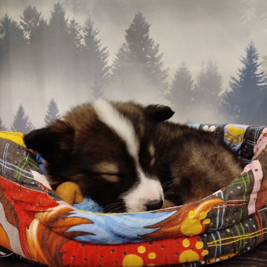 Щенок, 1.5 месяца, мальчик