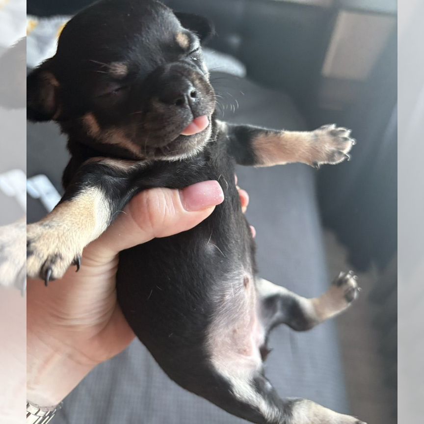 Щенок чихуауа