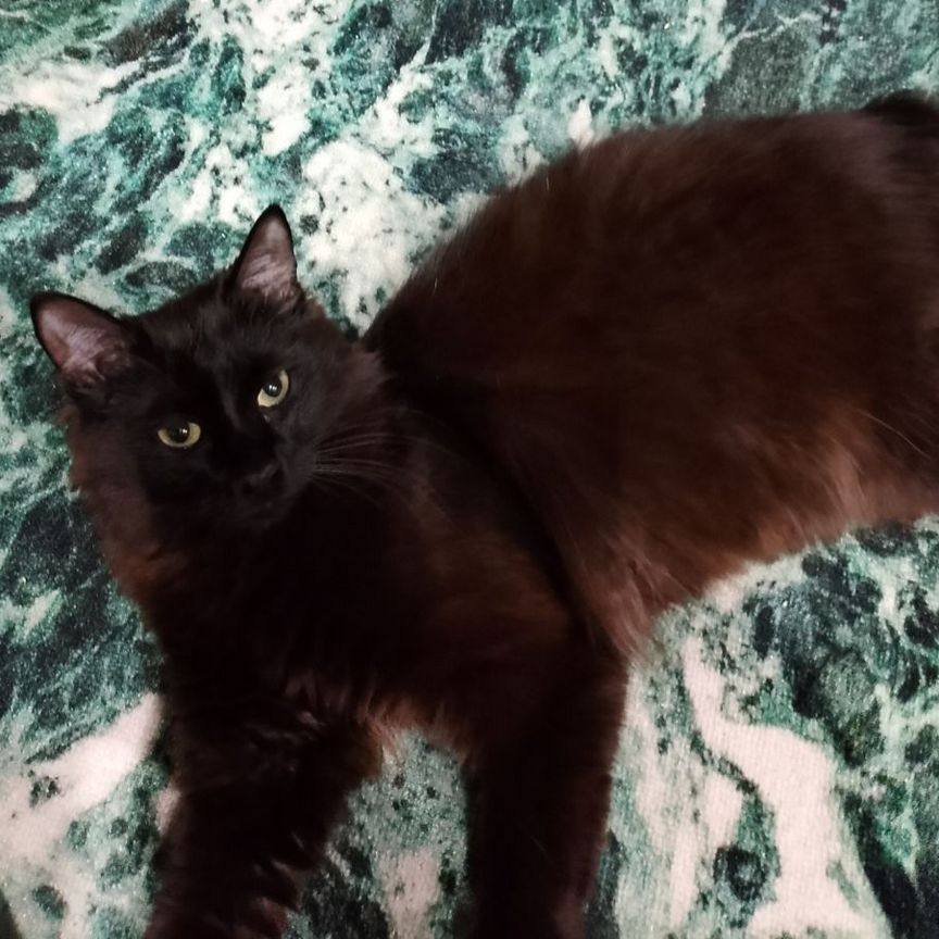 Сибирский, взрослый кот