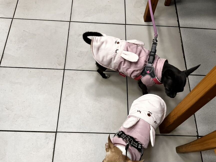 Жилетка для собаки xs