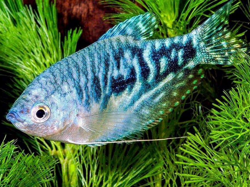 Аквариумные рыбки гурами мраморный