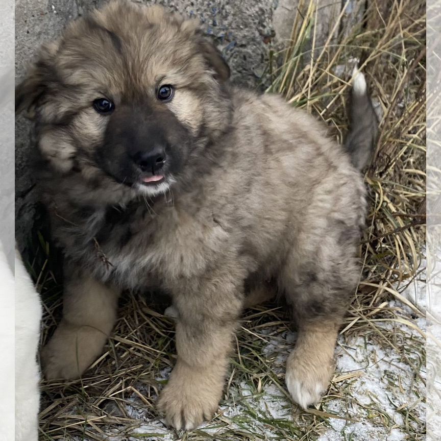 Щенок в добрые руки