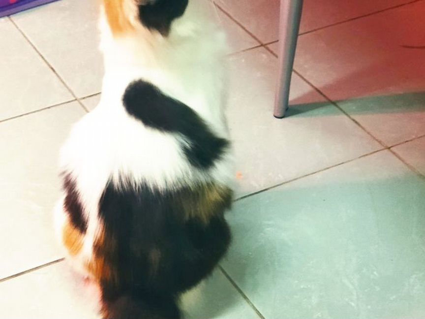 Кошки в добрые руки