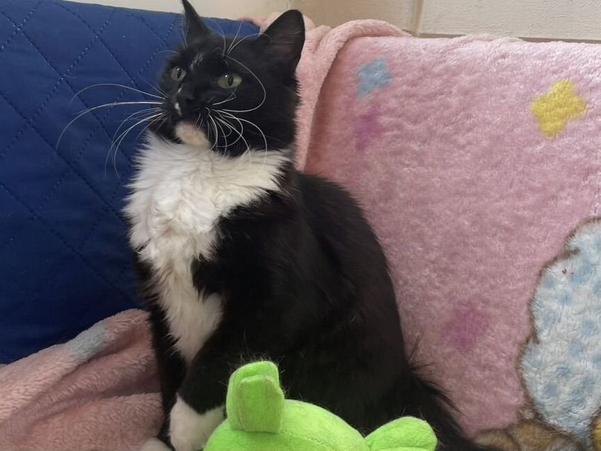 Кошка в добрые руки