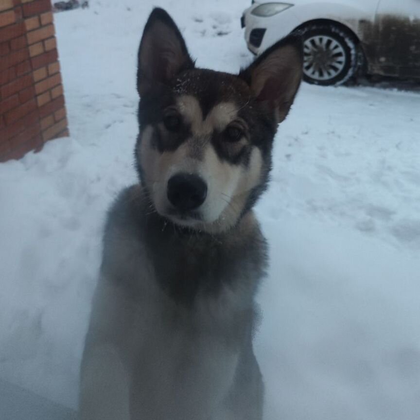 Собака в добрые руки помесь лайки