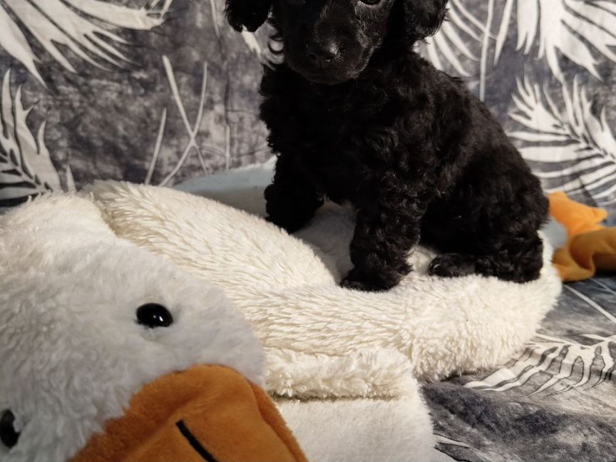 Той-пудель готовы к переезду