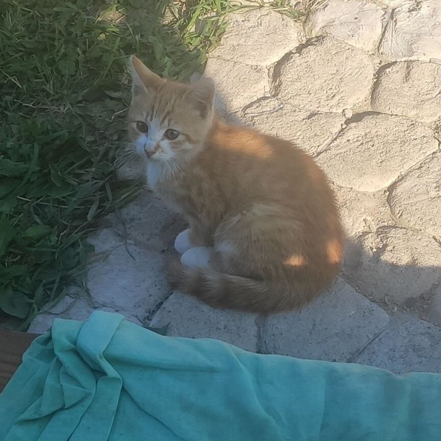 Рыжий котенок в добрые руки бесплатно