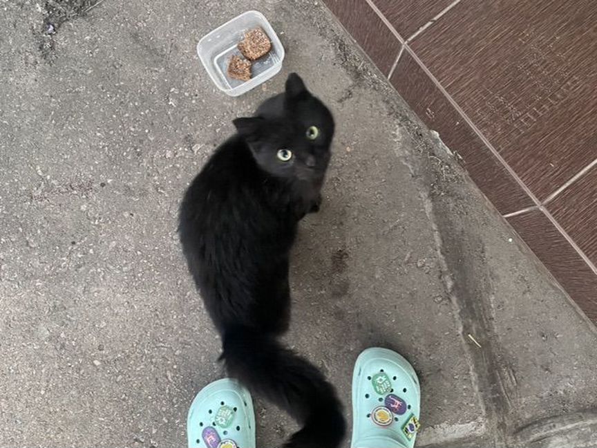 Кот, приносящий удачу