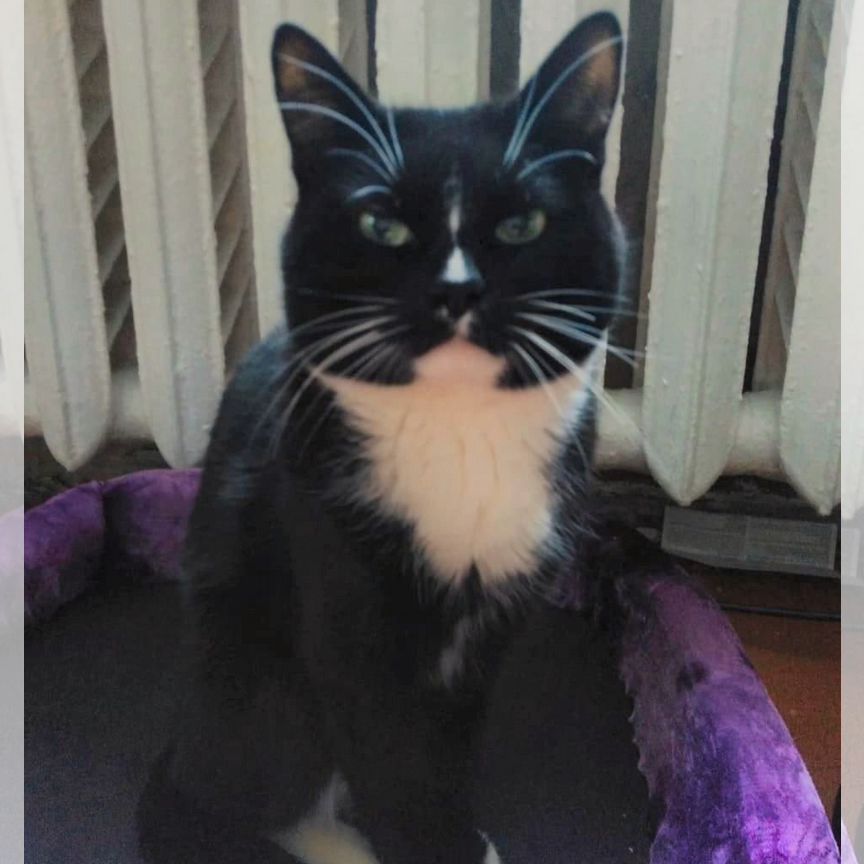 Кот Максим