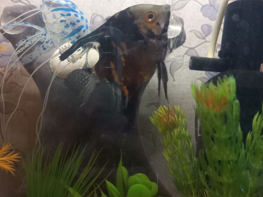 Рыба в аквариум
