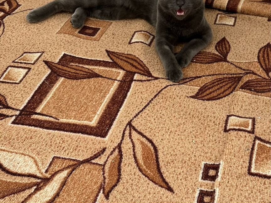 Котенок породы Шотландская вислоухая