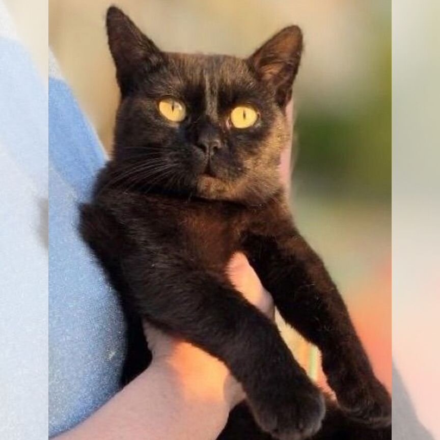 Шотландский прямоухий короткошёрстный, взрослый кот