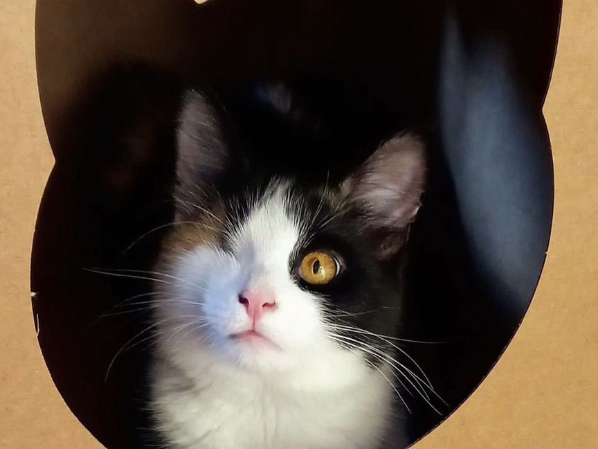 Малышка Фиби