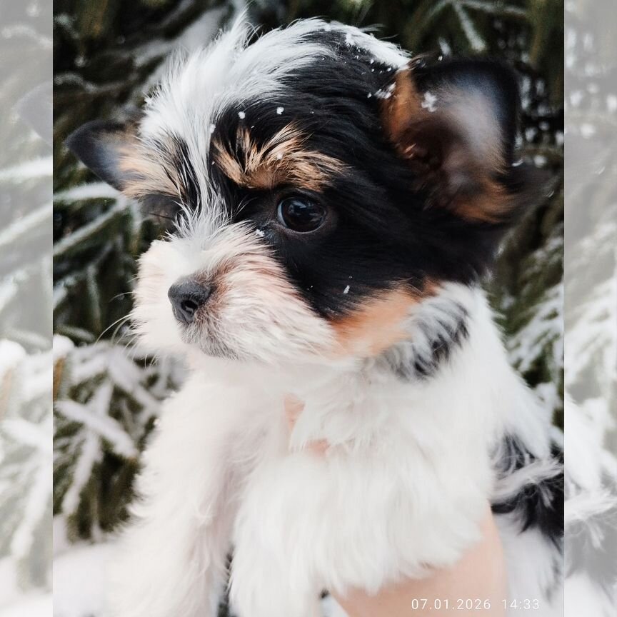 Бивер-йоркширский терьер, щенок