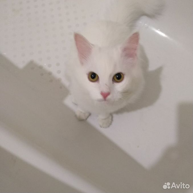 Шикарный белый котенок (девочка)