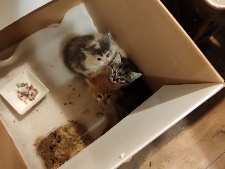 Котята в добрые руки