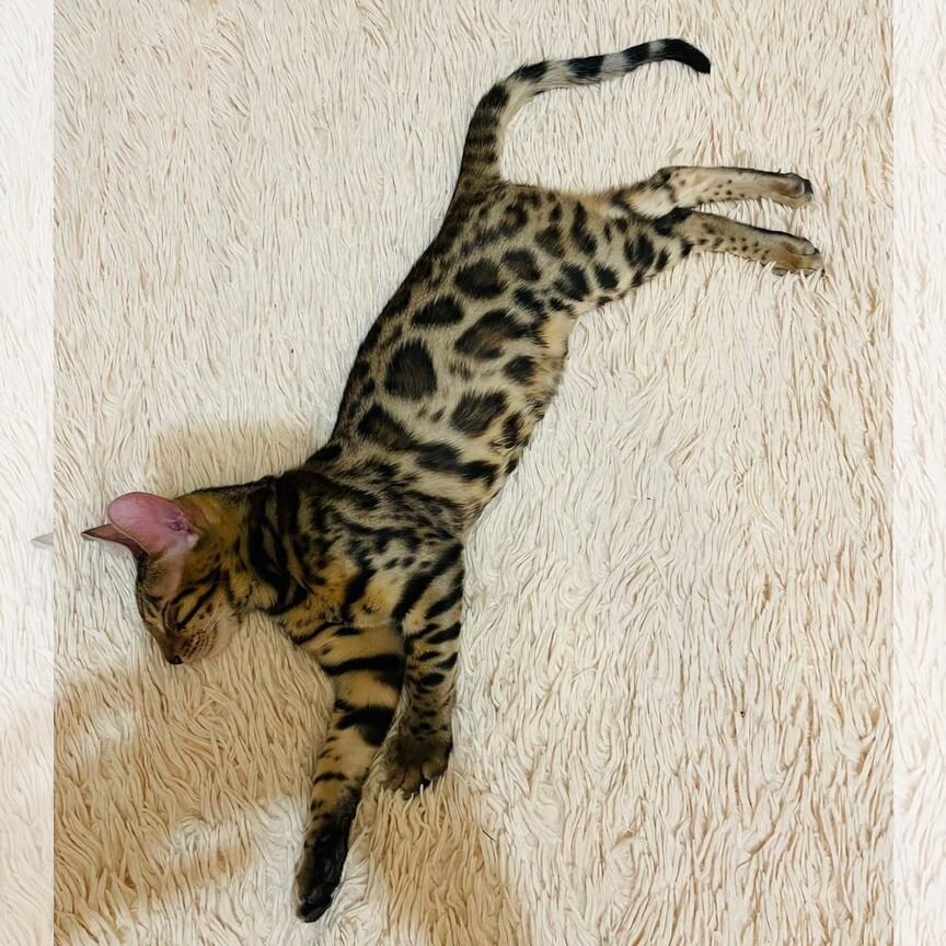 Бенгальская кошка