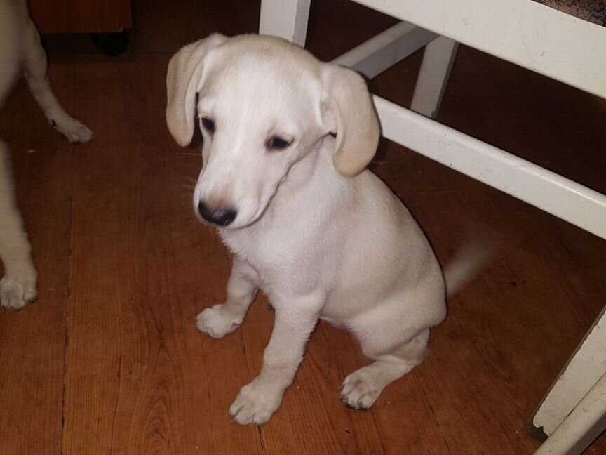 Отдам щенков