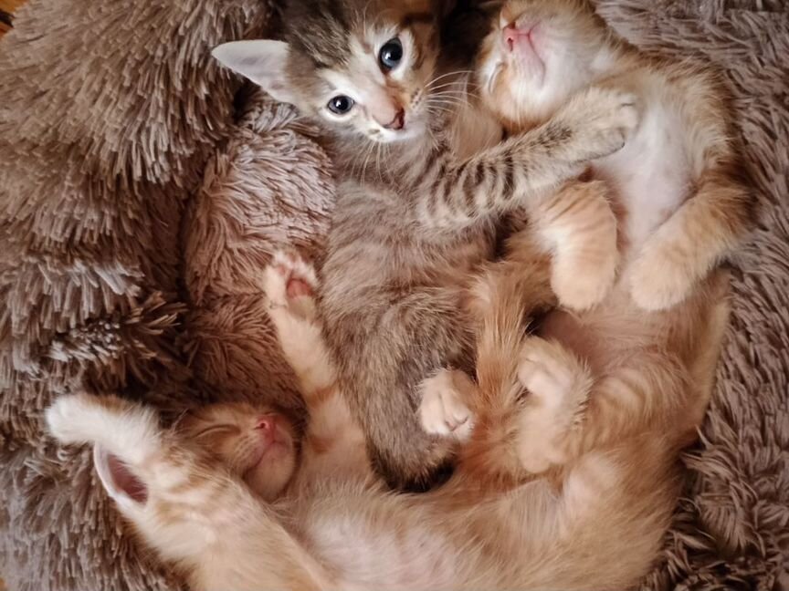 Очаровательные котята