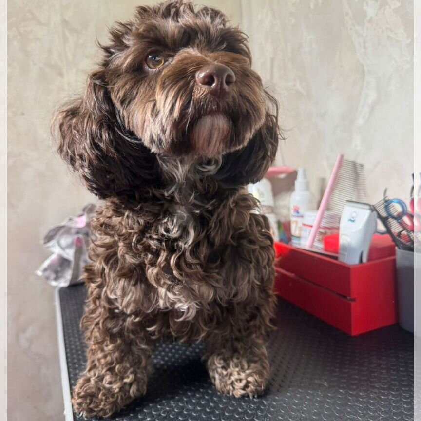 Йоркипу, взрослая собака