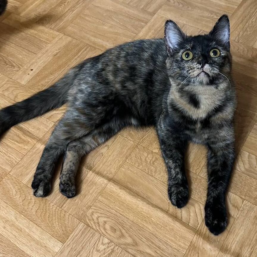 Взрослая, Девочка кошка в добрые руки