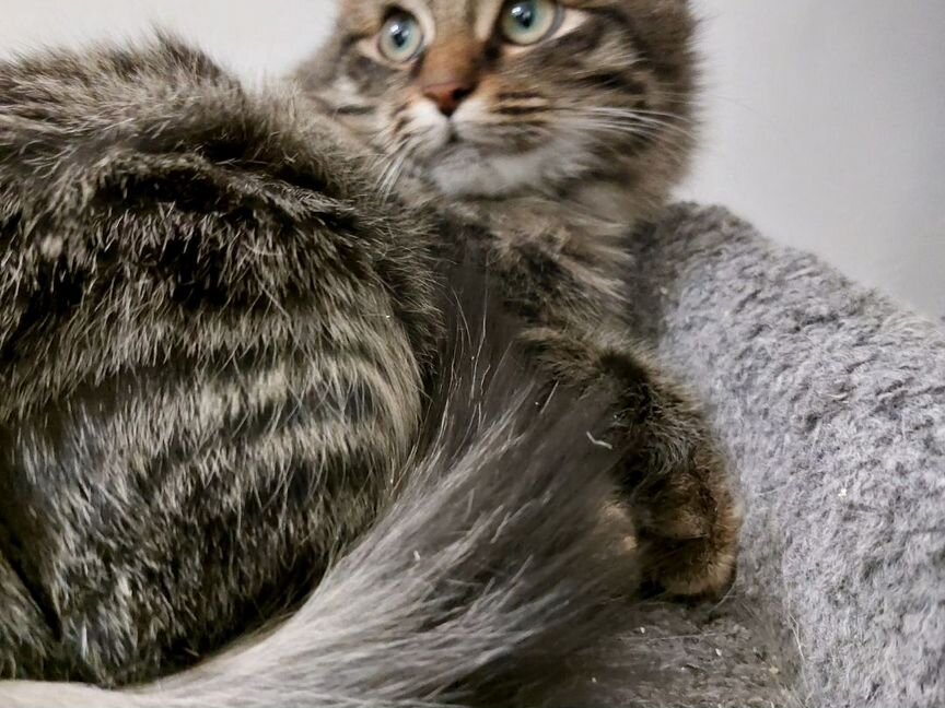 Котёнок ищет любимых хозяев