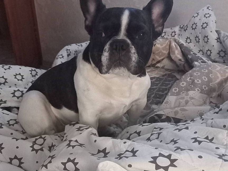 Щенки французского бульдога