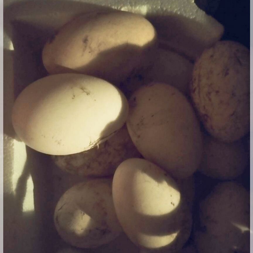 Яйца гусей Холмогоров