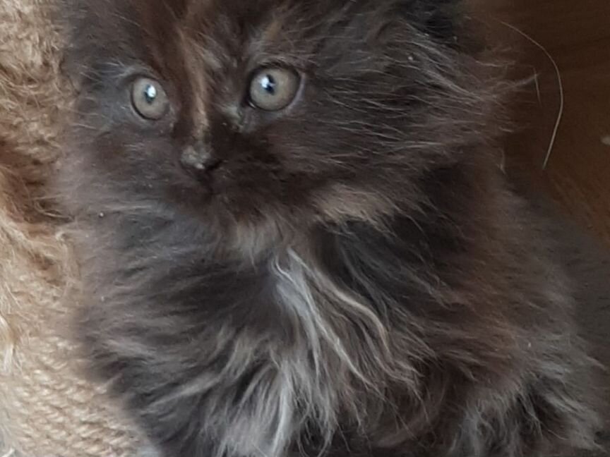 Котёнок- кошечка, которой нет равных по красоте )