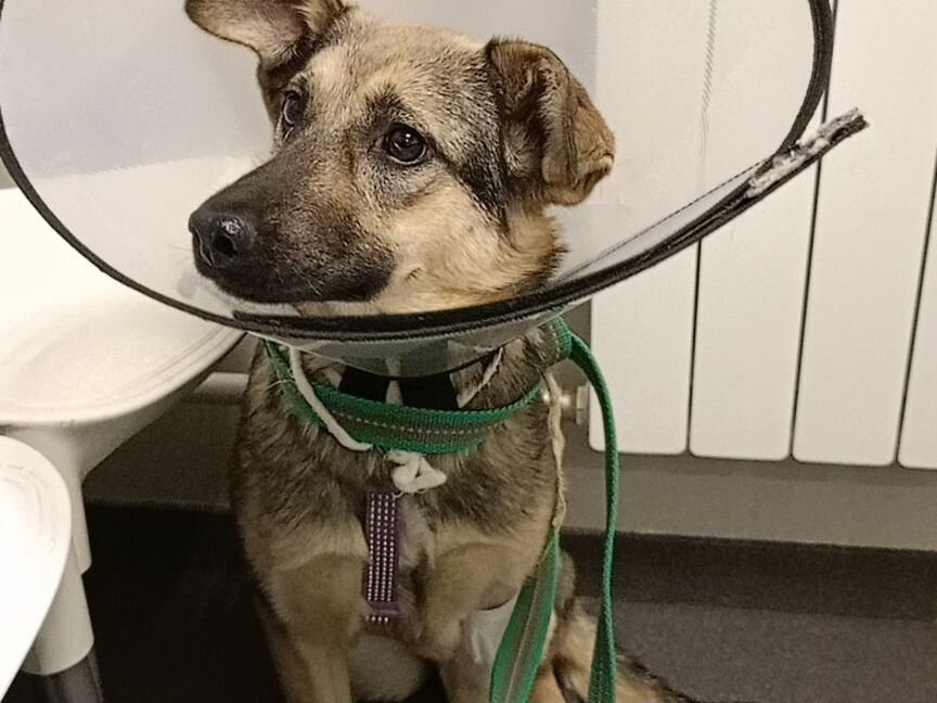 Щенок очень ищет свой любящий дом