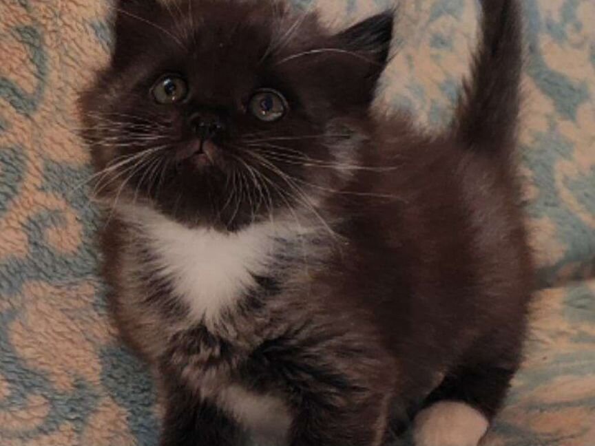 Три малышка ищут дом