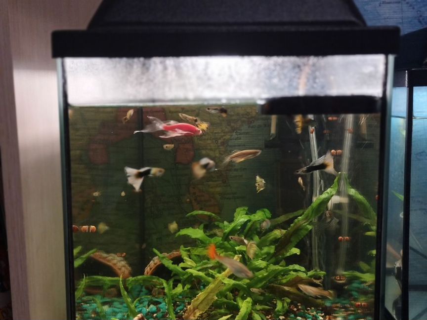 Аквариумные рыбки гуппи