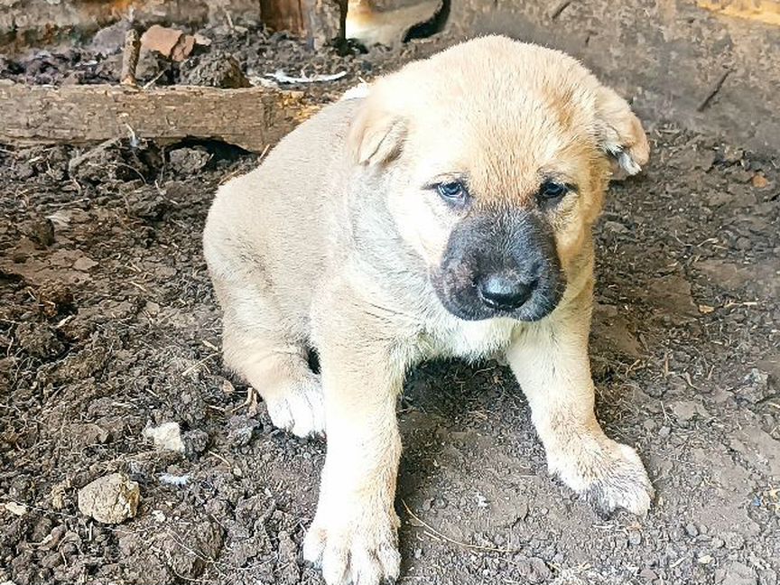 Щенки волкодава