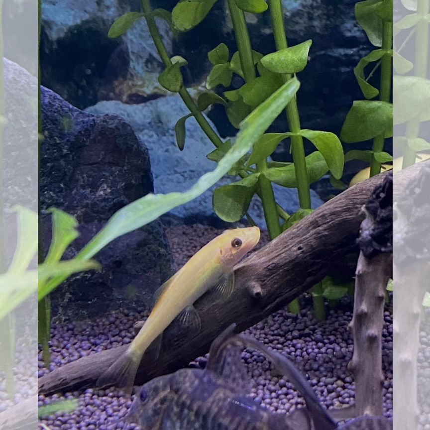 Аквариумные рыбки гиринохейлус