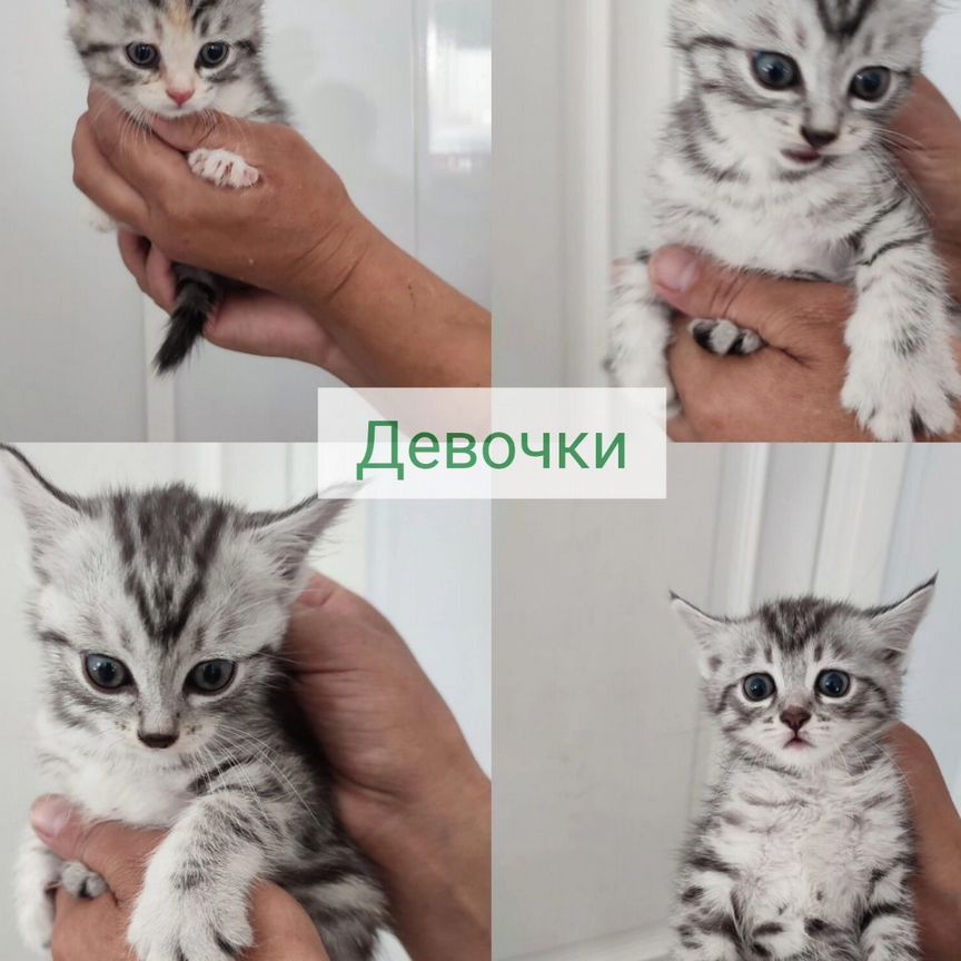Котята