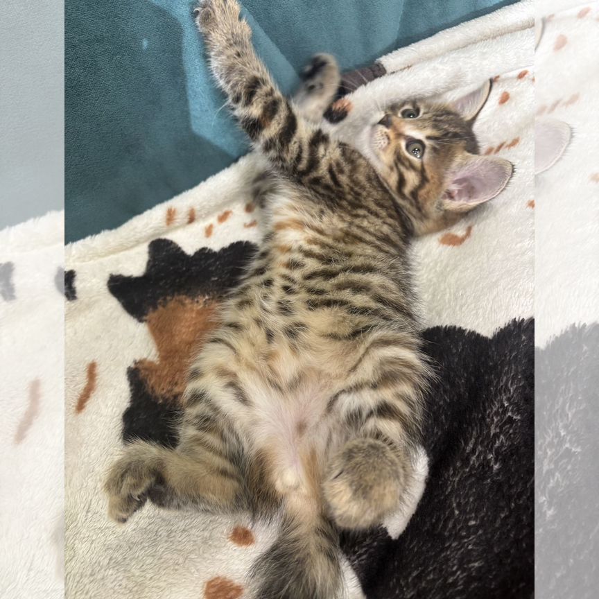 Котёнок бобтейлик