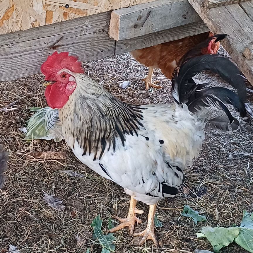 Молодые петухи