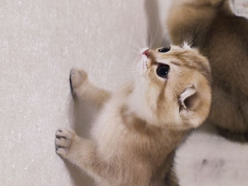 Шотландские котята