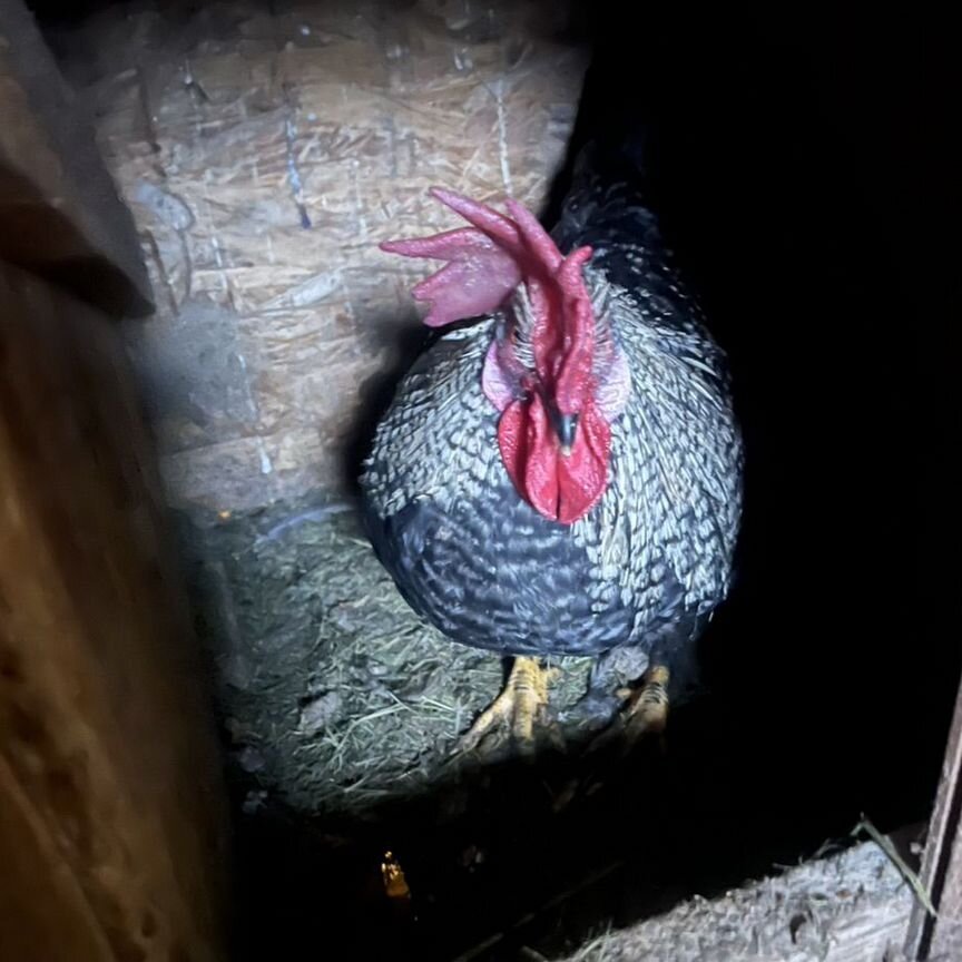 Петух сильверруд(2шт)