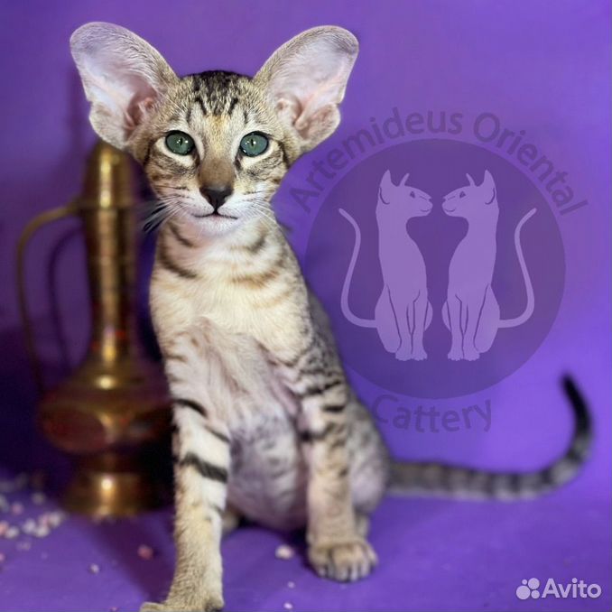 Ориентальная кошка экстрим