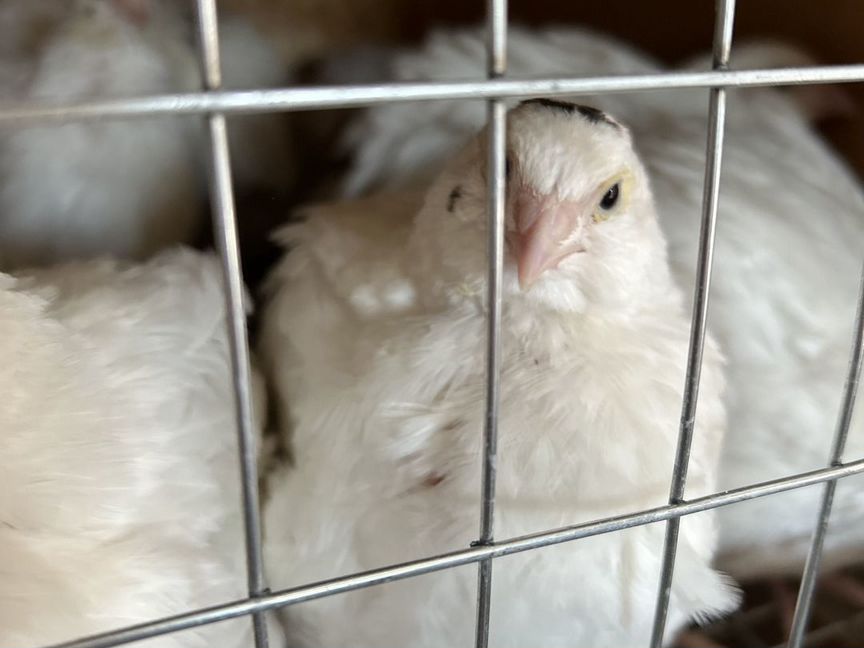 Техасский перепел