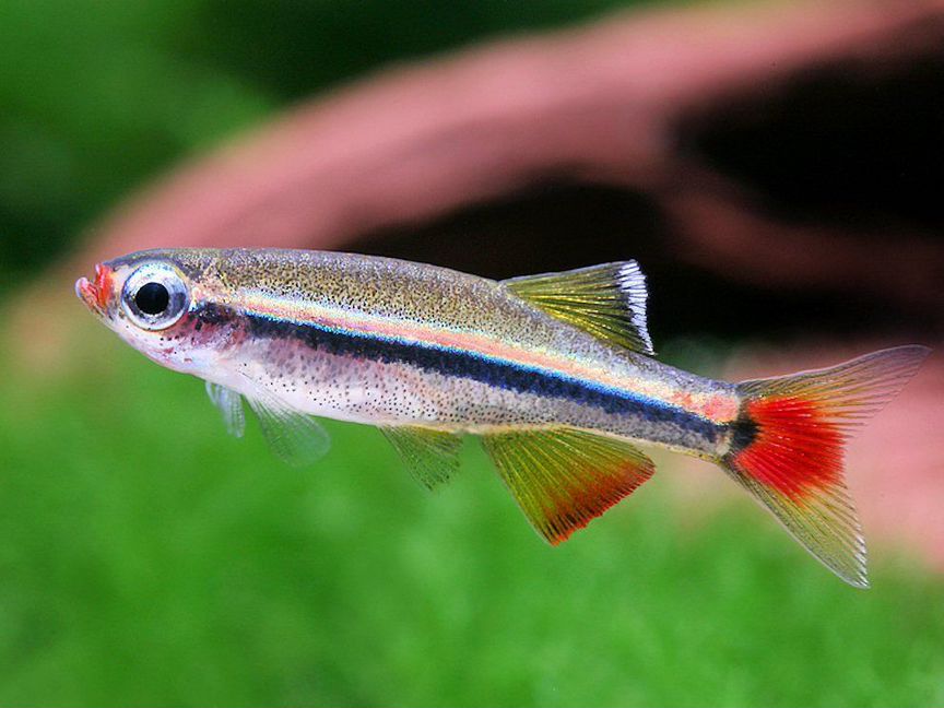 Кардинал (Tanichthys albonubes)