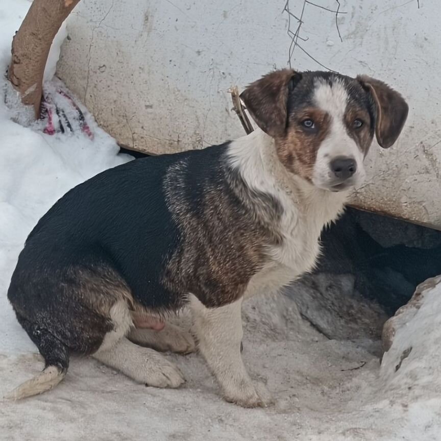 Щенок в добрые руки