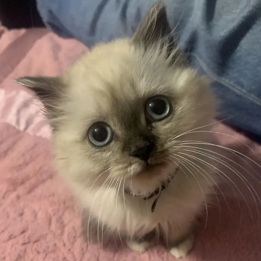 Котенок