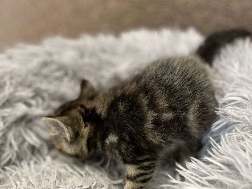 Продам шотландиков