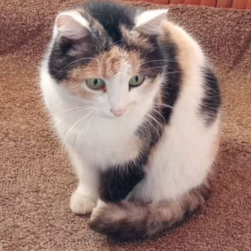 Кошка в дар